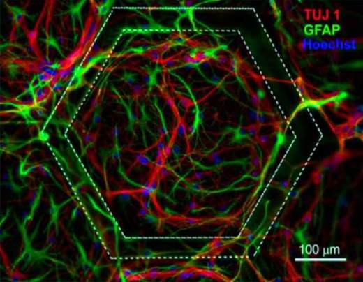 Tissue Patch – MesoBioTech